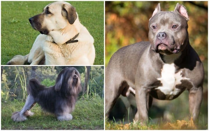 Top 10 Most Expensive Dog Breeds In The World