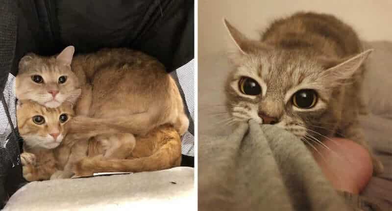 Adorable Cat Photos That Will Make You Laugh