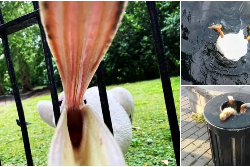 When Wildlife Photography Gone Wrong