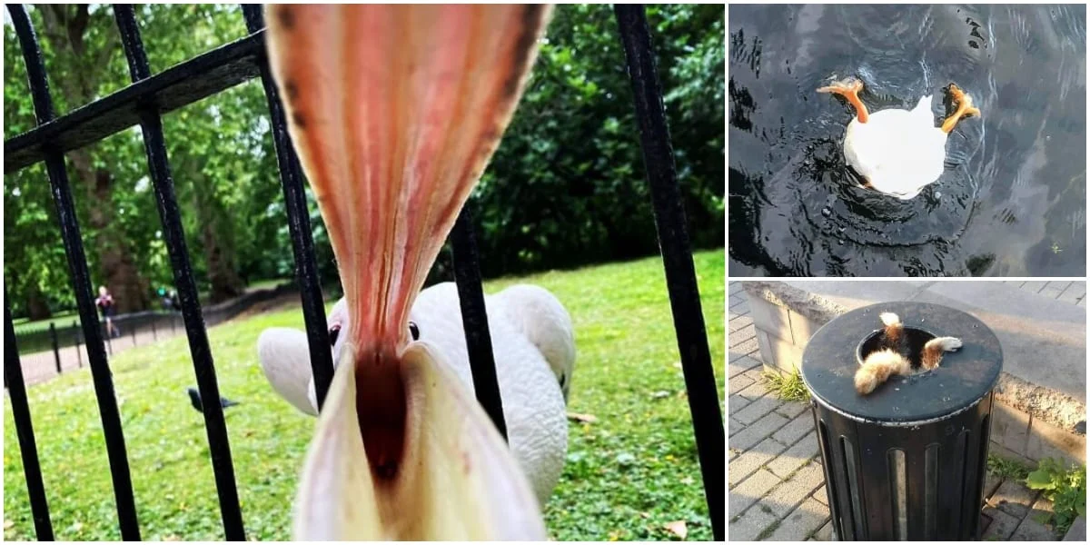 When Wildlife Photography Gone Wrong