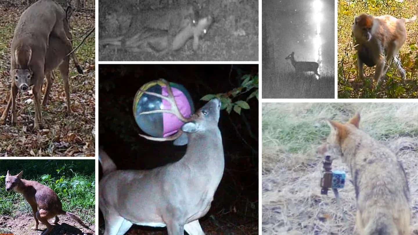 Caught on Trail Cams: Unusual Animal Antics in the Wild